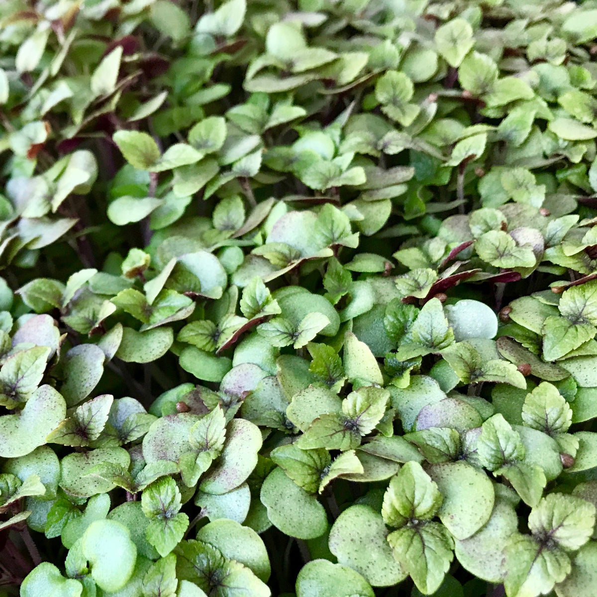 Micro Shiso Purple – Microgreens San Francisco