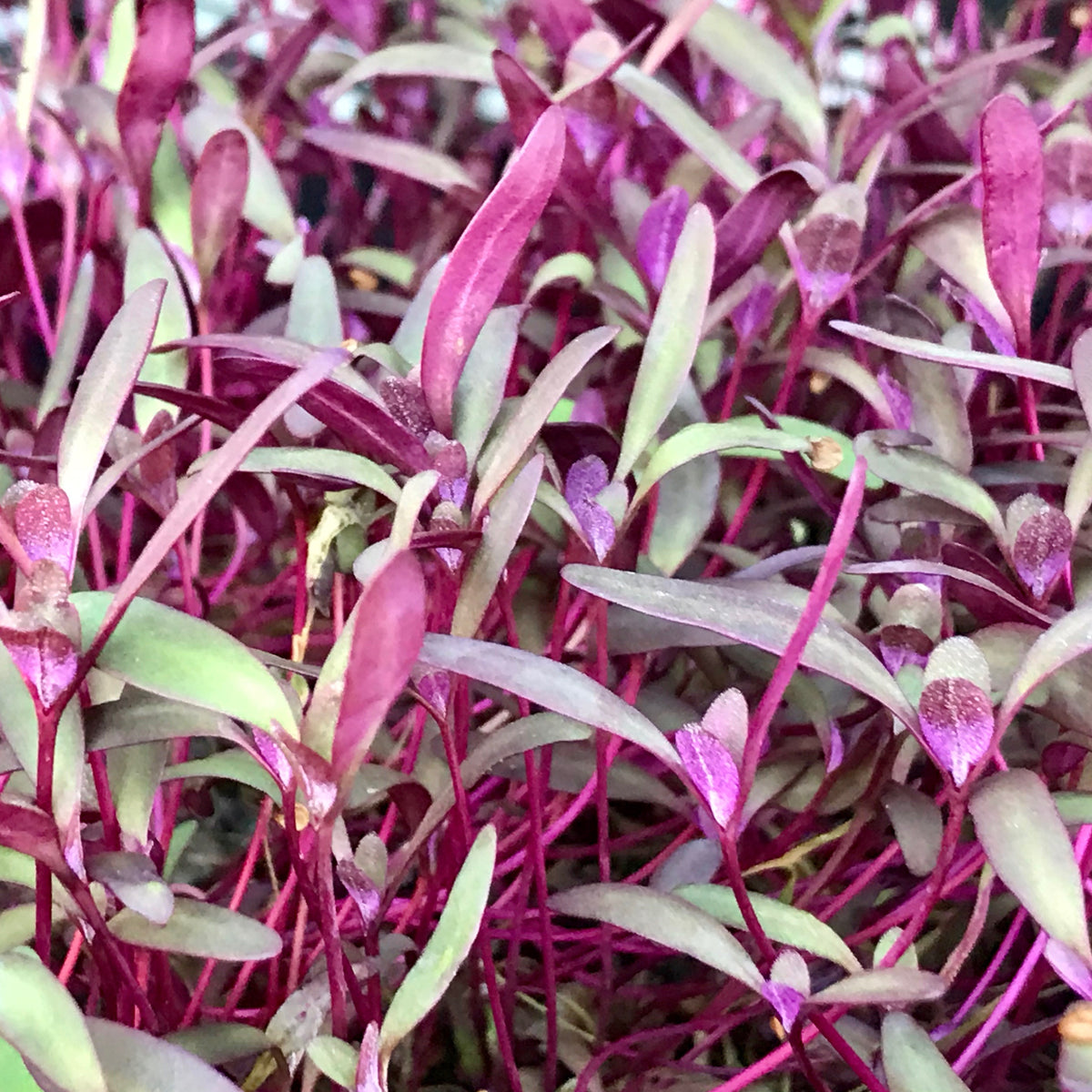 Red Crystal Orach – Microgreens San Francisco