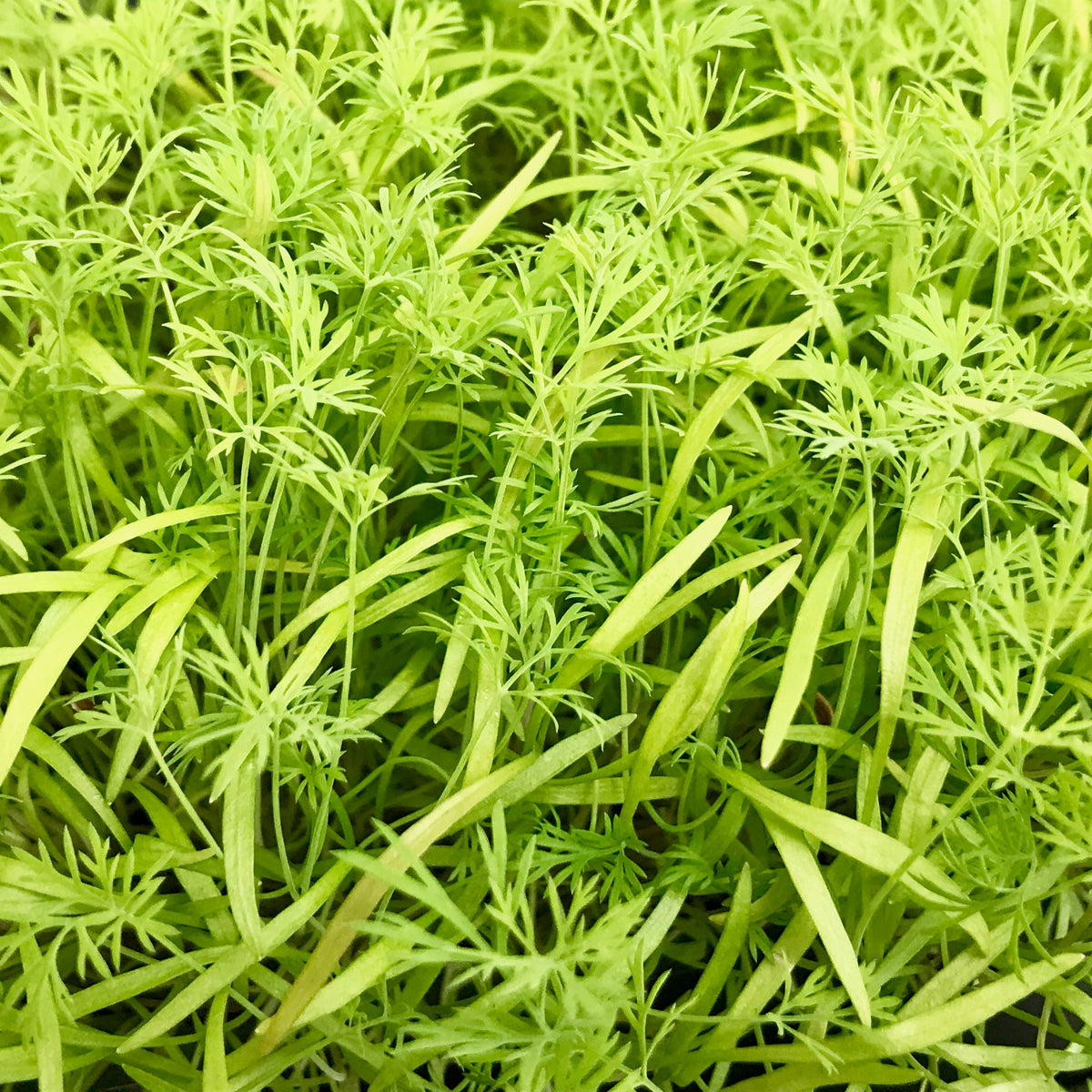 Micro Dill – Microgreens San Francisco